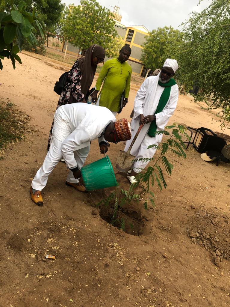 Peace Trees - Tanenbaum
